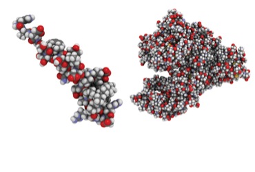 Albumin Plus Lactulose Adds Survival Benefit To HE Treatment
