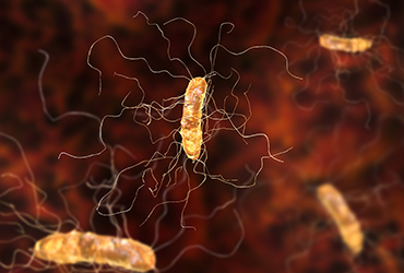 FMT Safe, Effective in IBD Patients With C. difficile