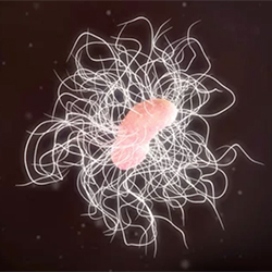 MicrobEYEome - Gastroenterology & Endoscopy News