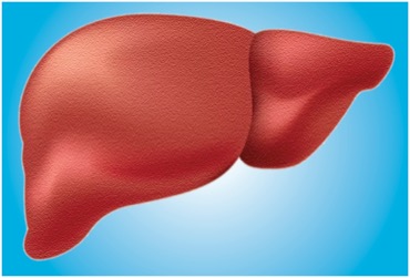 Normothermic Machine Perfusion a ‘Game-Changer’ For Liver Transplants
