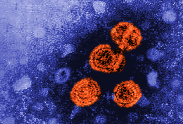 FDA Approves New 3-Antigen HepB Vaccine PreHevbrio