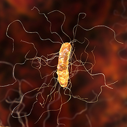 Tag - Clostridioides difficile infection - Gastroenterology & Endoscopy ...