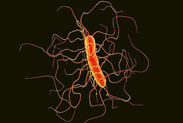 Ferring FDA Rebyota RBX2660 Live Biotherapeutic Fecal Microbiota CDI ...