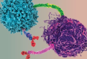 checkpoint inhibitor induced hepatotoxicity cancer liver disease