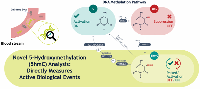 Test Based on 5hmC Epigenomic Analysis Detects Early Pancreatic Cancer