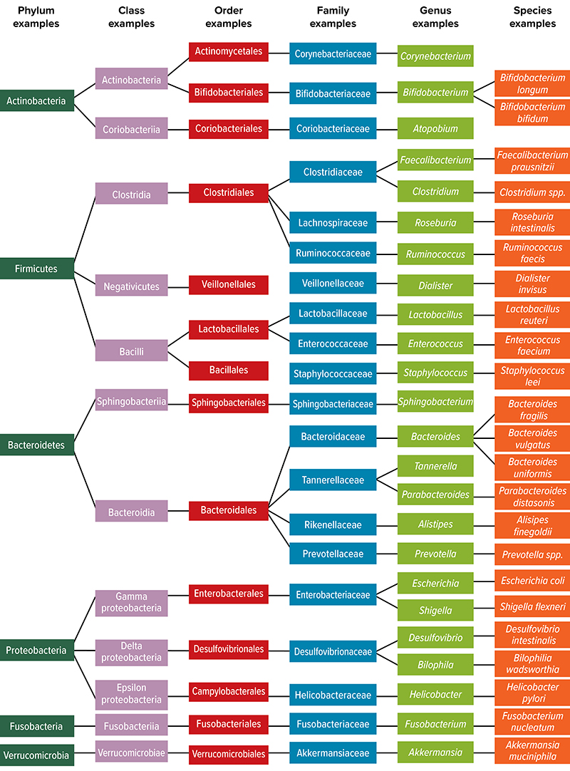gut microbiome probiotics gastroenterology
