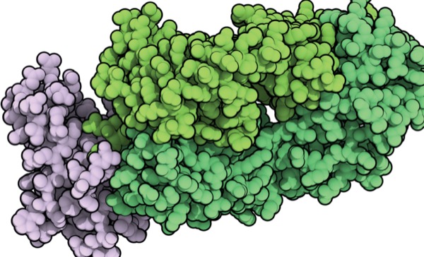 Tislelizumab Vies for First-Line Designation in Treatment of Advanced HCC