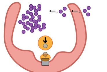 P-CABs Rival PPIs for Rapid Healing In Patients With Erosive Esophagitis