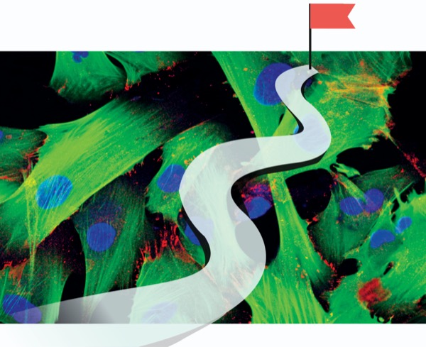 Aldafermin Shown to Reduce ELF Scores in Patients With MASH Cirrhosis