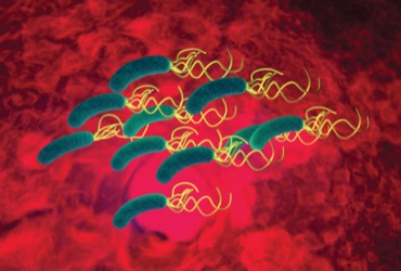 helicobacter pylori upcoming treatment guidelines